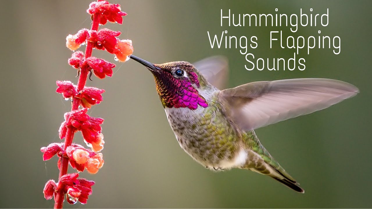 Hummingbird Wings Flapping Sounds Effects Hd Youtube