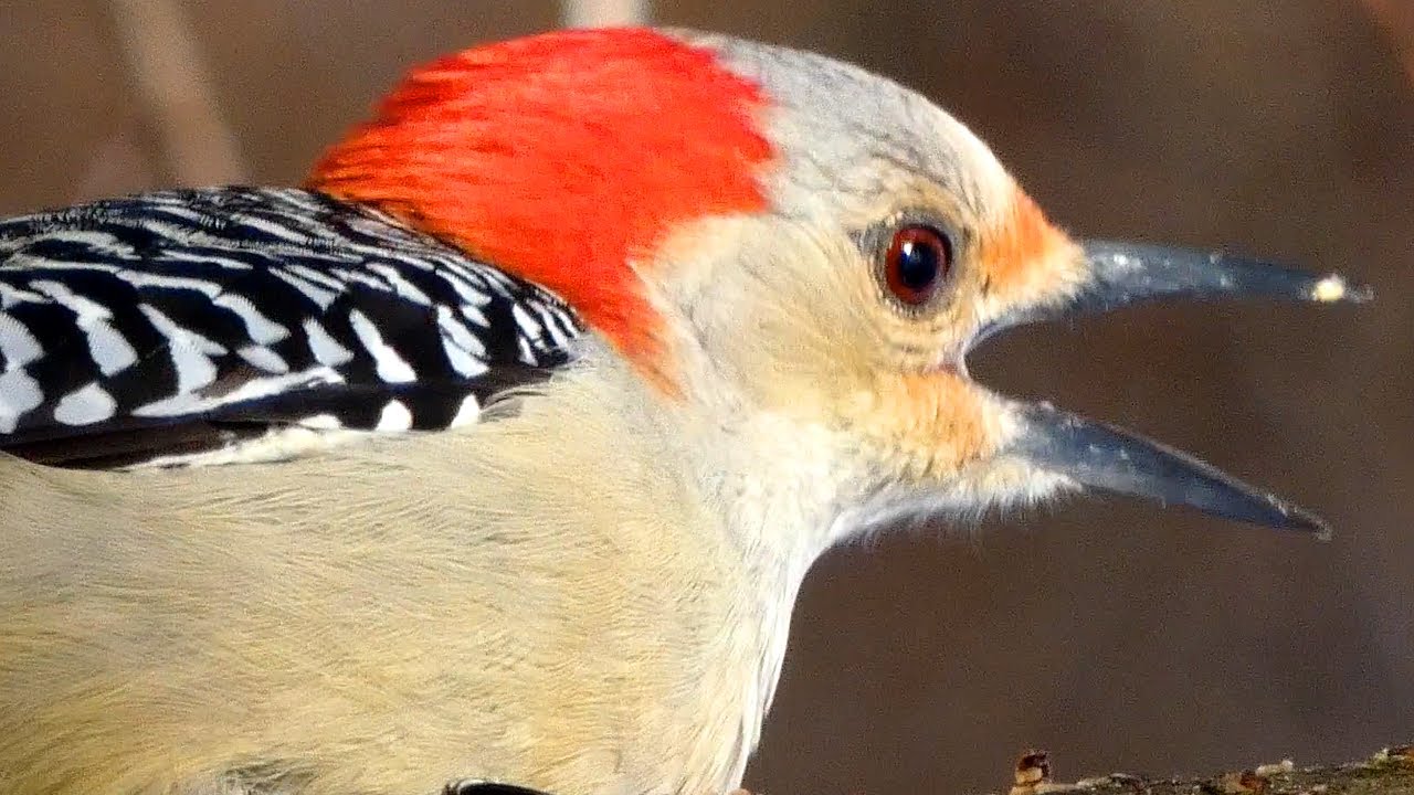 Red Bellied Woodpecker Female