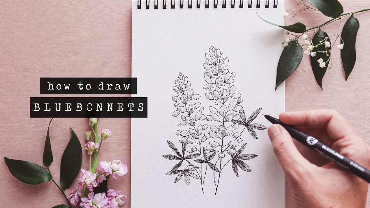 How To Draw Bluebonnets Lupins Floral Illustration Youtube
