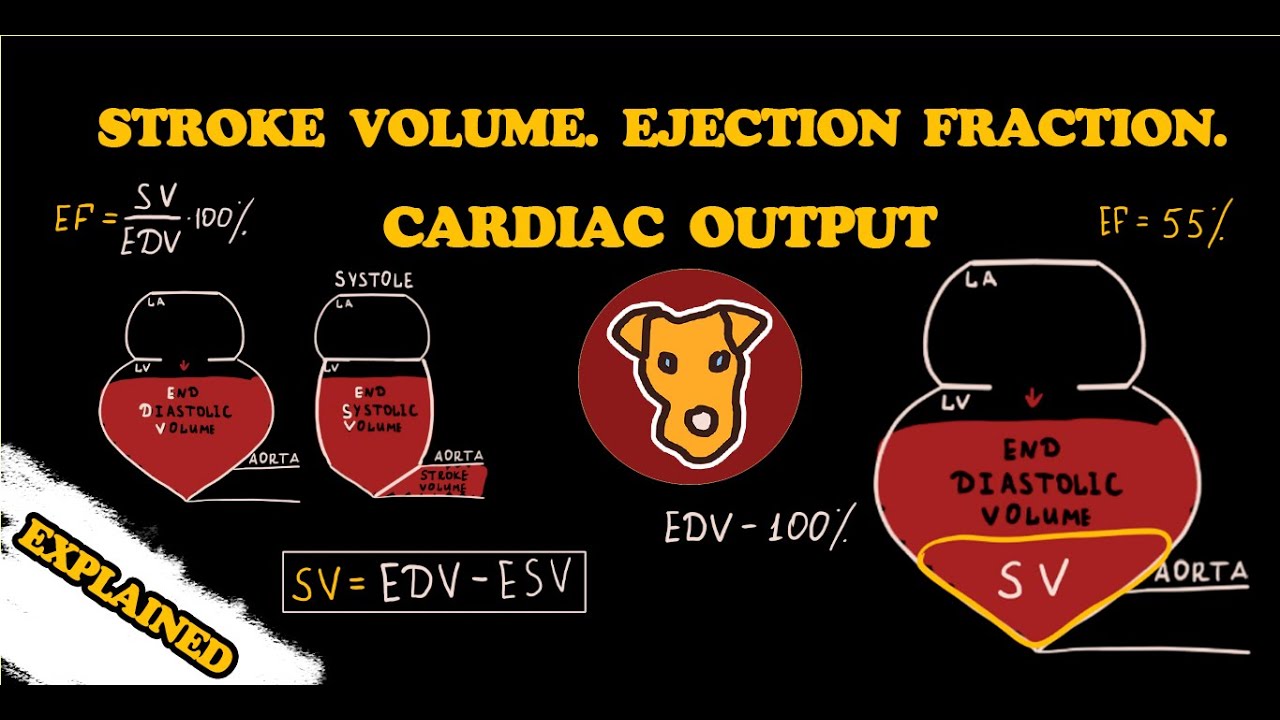 Stroke Volume Ejection Fraction Cardiac Output Youtube