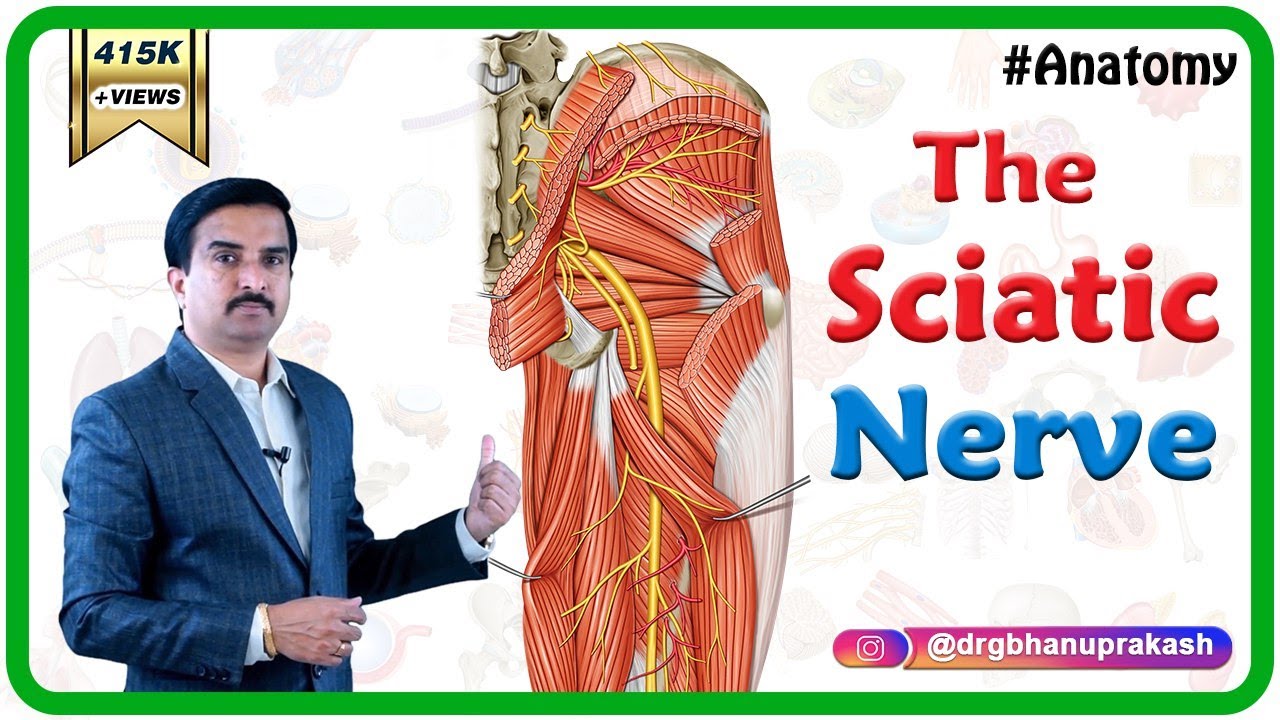 The Sciatic Nerve Anatomy Origin Course Relations Branches