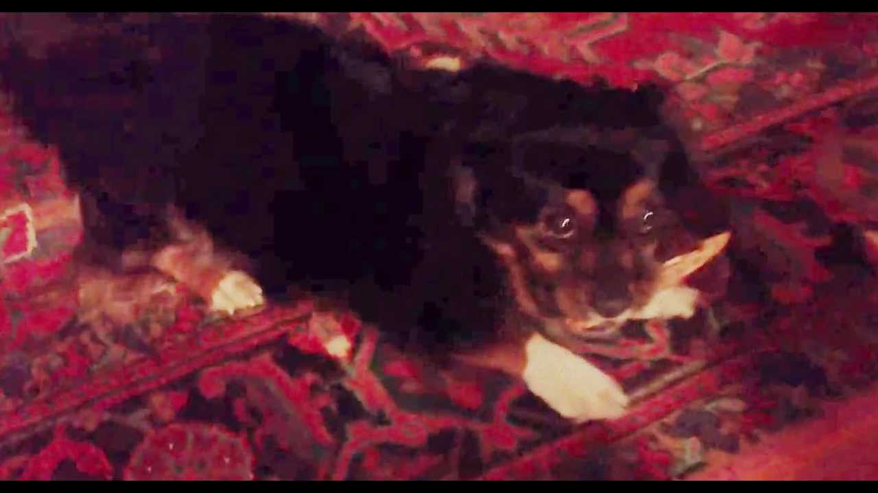 Why Does My Dog Make Those Weird Noises Youtube