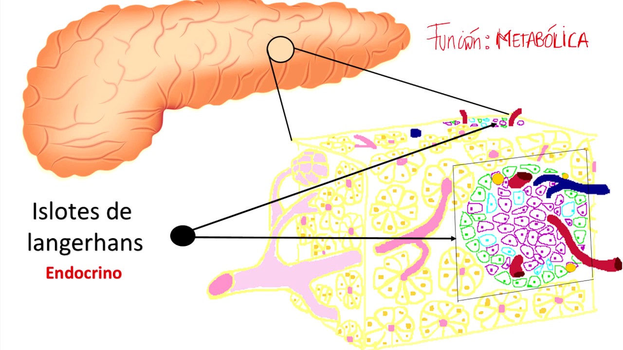 Pancreas Endocrino E Exocrino Retoedu