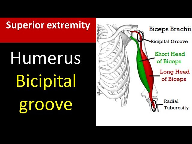 Bicipital Groove Of Humerus Attachments