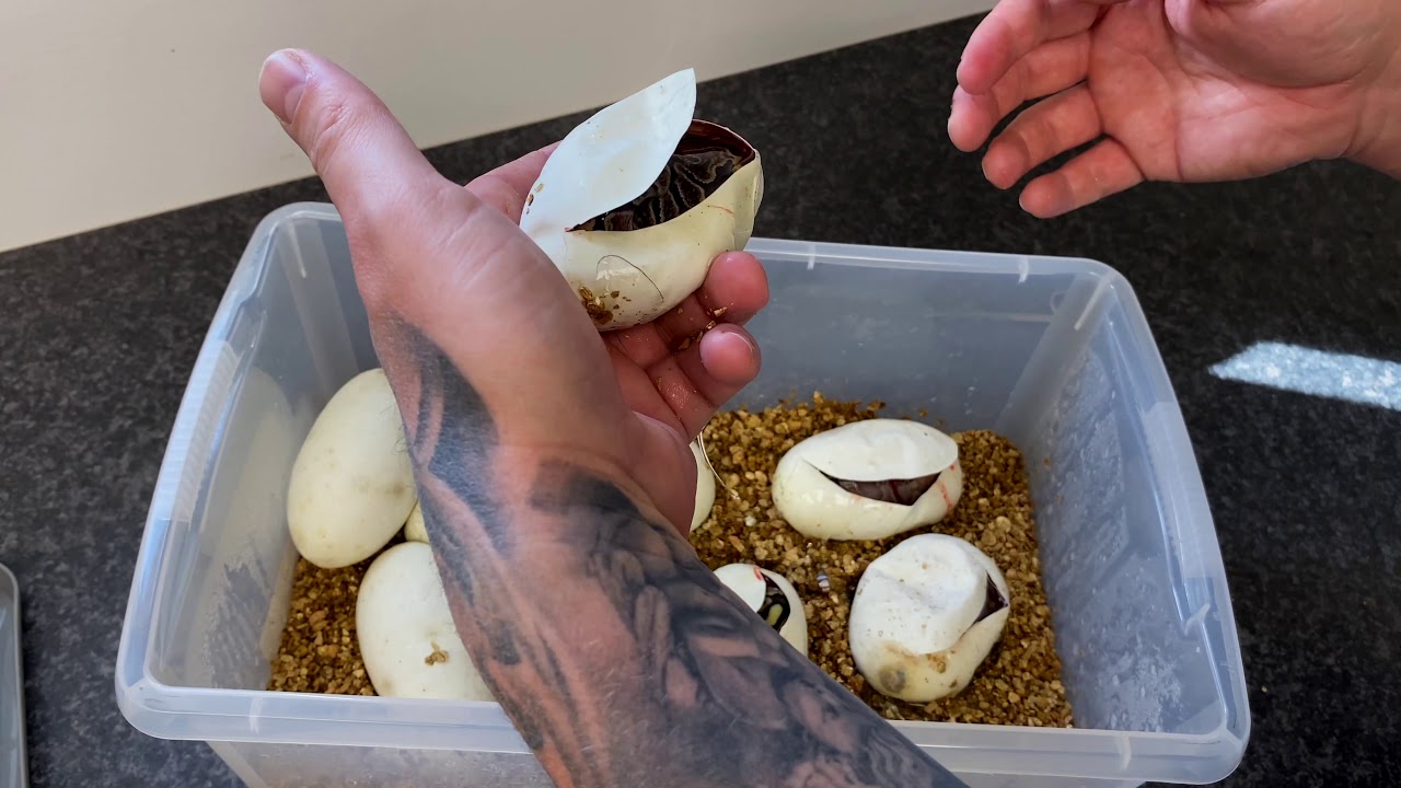 How To Cut Ball Python Eggs At Ashley Wu Blog
