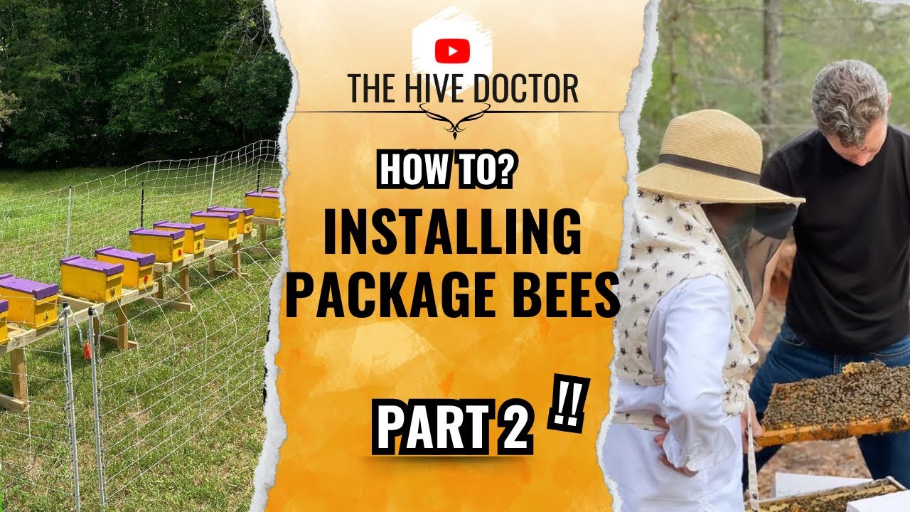 Package Bee Installation Part 2 Installing Your Package Bees How To