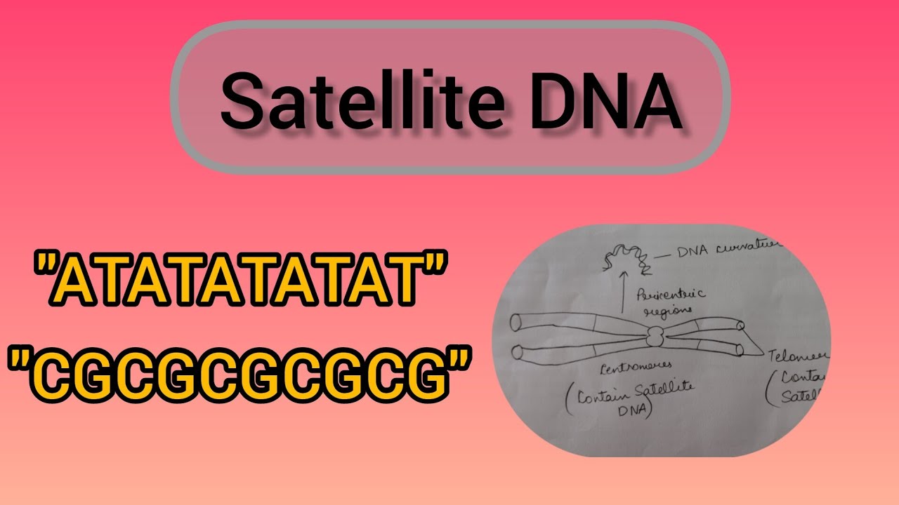 Satellite Dna Tandemly Repeating Sequences Youtube