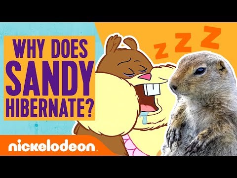 Sandy Hibernation