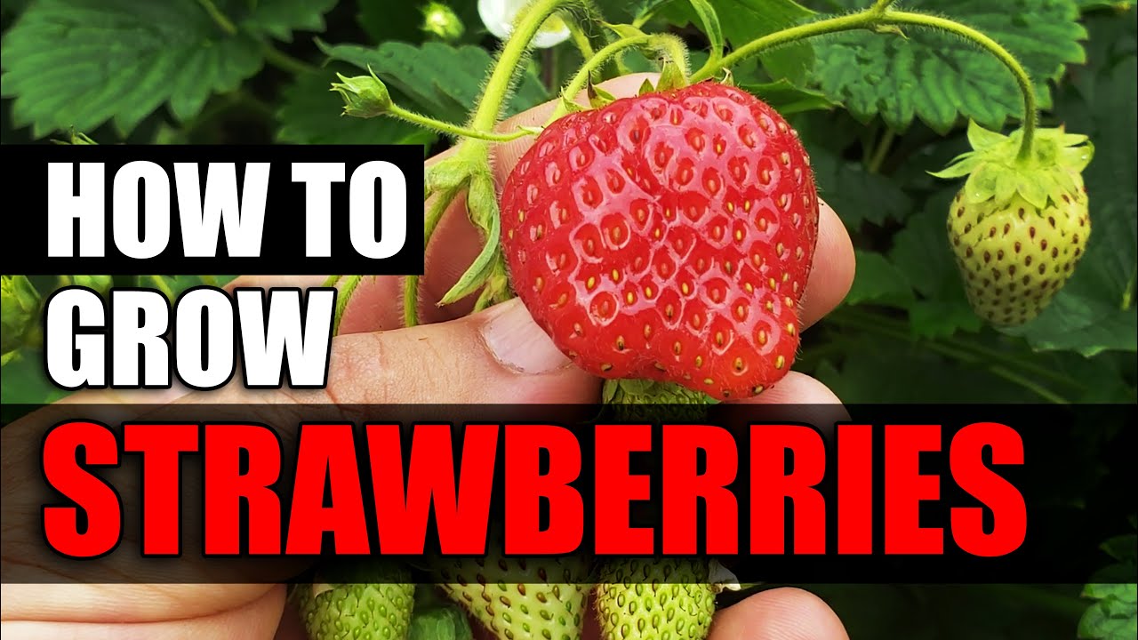 15 Different Ways Of Growing Strawberries A Complete Guide Qoibyx