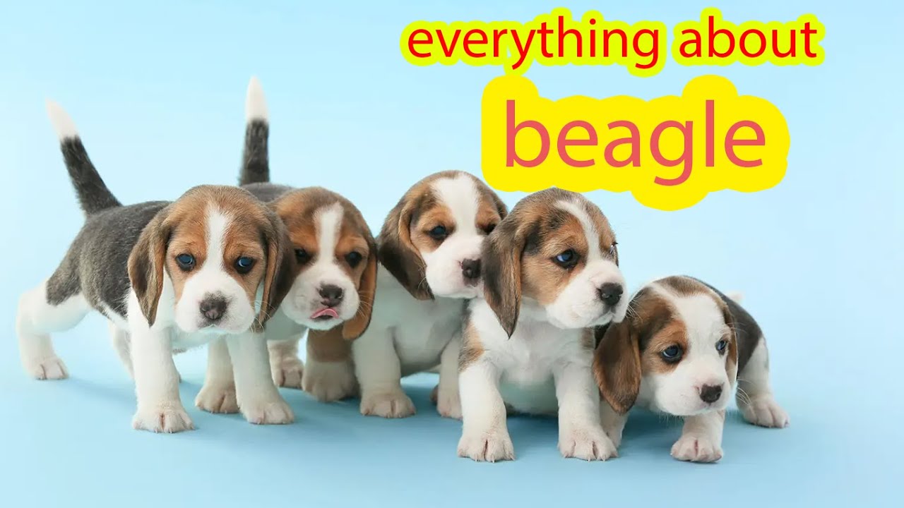 Facts About Beagles You Didn T Know Youtube