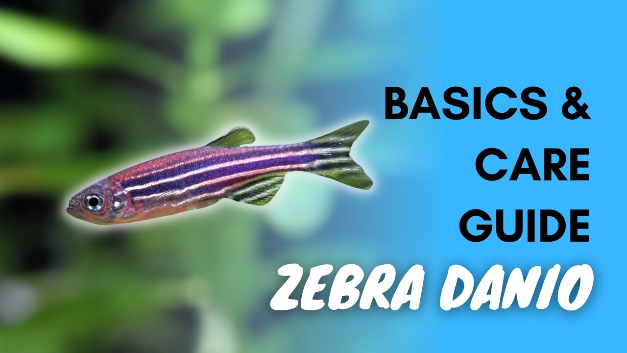 Zebra Danio Basics And Care Guide Youtube