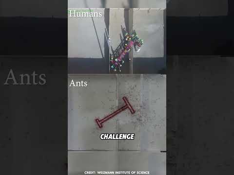 Are Ants Nice To Humans