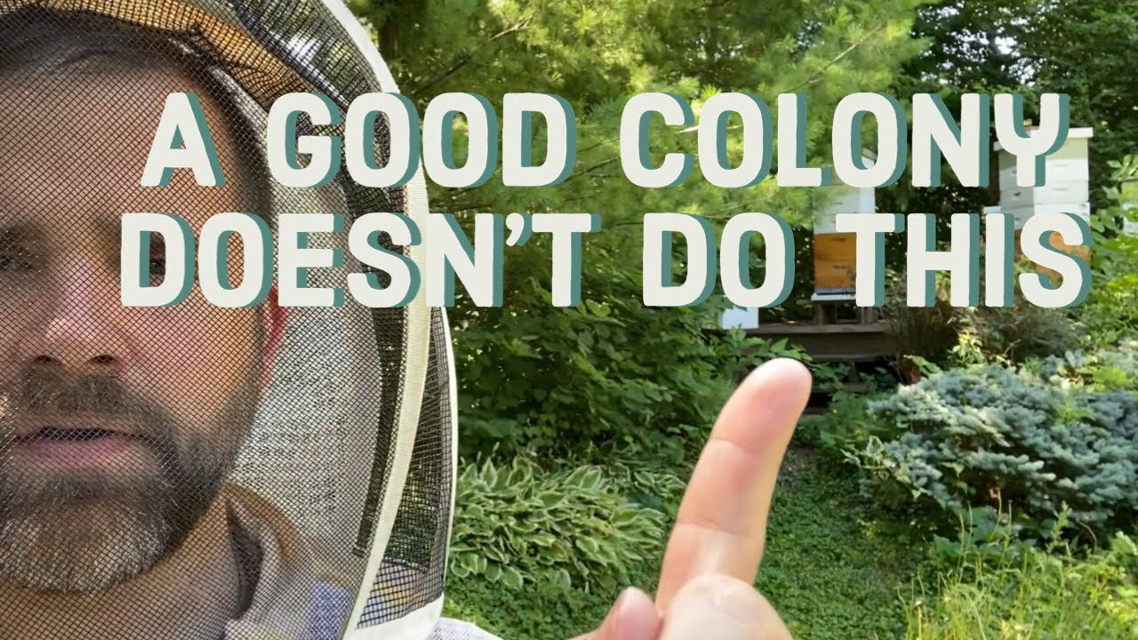 The Perfect Example Of An Aggressive Colony Youtube