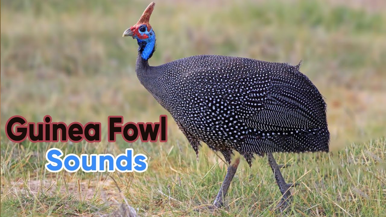 What Is The Sound Of A Guinea Hen At Ryan Shipp Blog