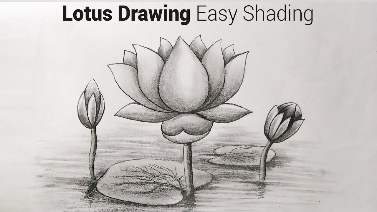 How To Shade A Lotus Flower Best Flower Site