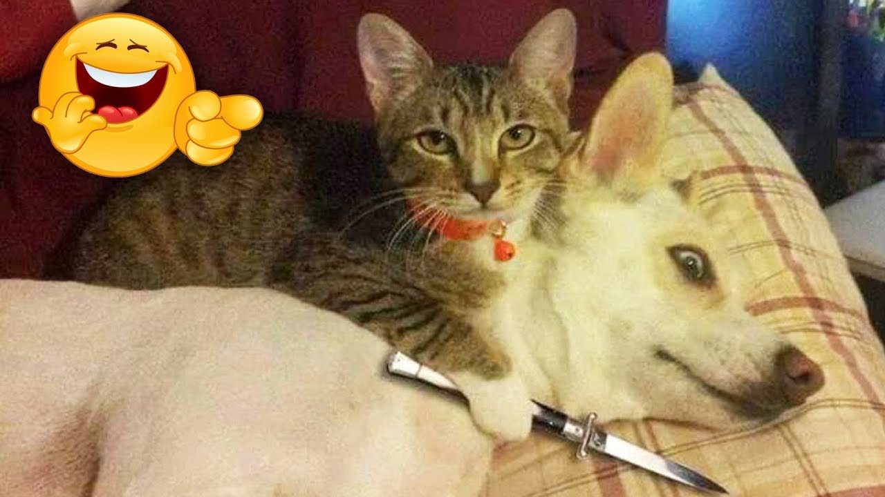 Funny Videos With Pets Funny Dogs And Cats Funny Animals Part 26
