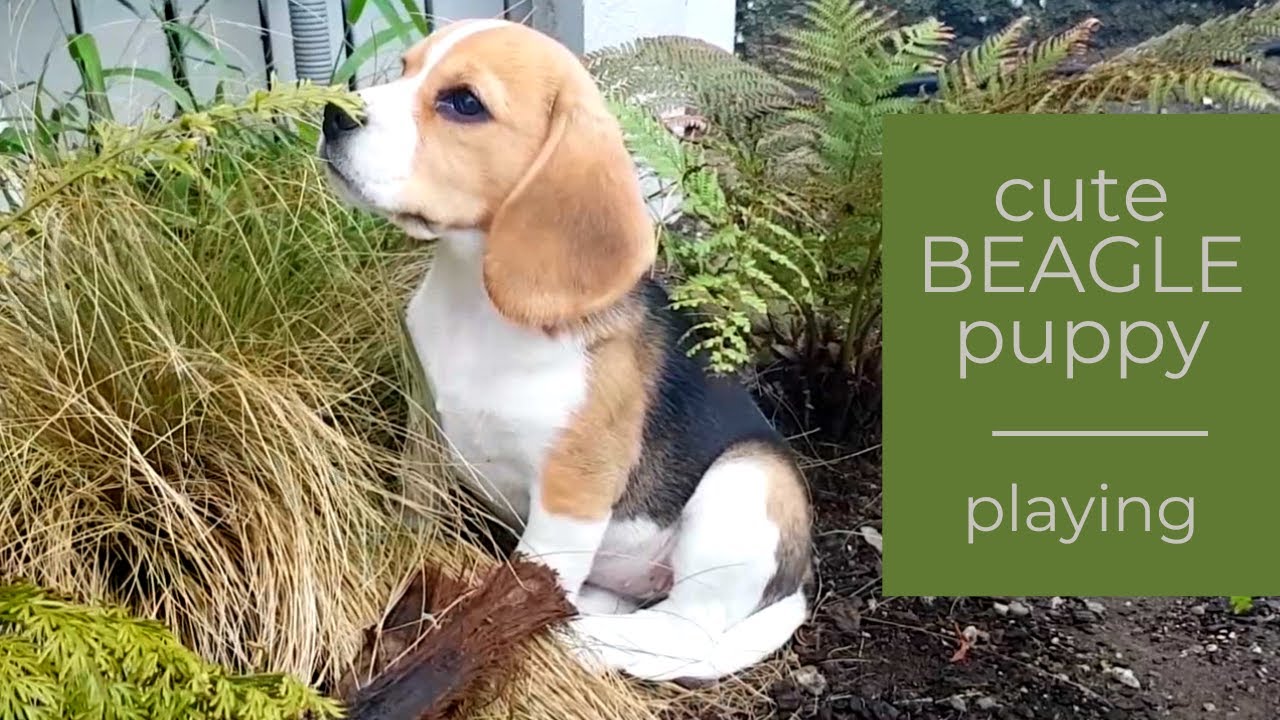 Cute Beagle Puppy Playing Youtube