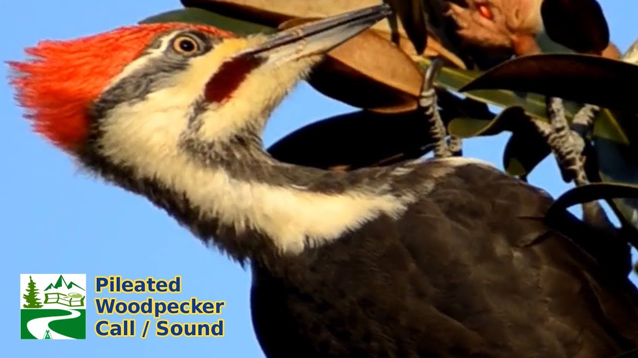 Pileated Woodpecker Call Sound Youtube