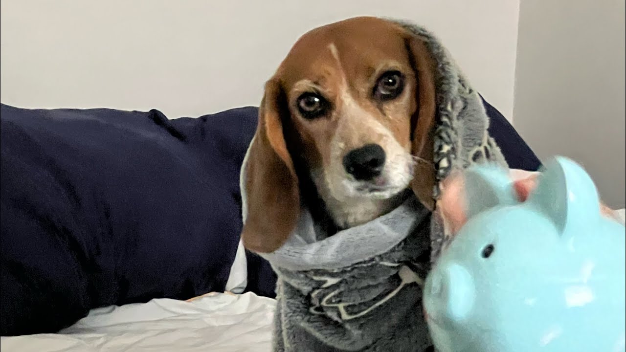 Beagles Youtube