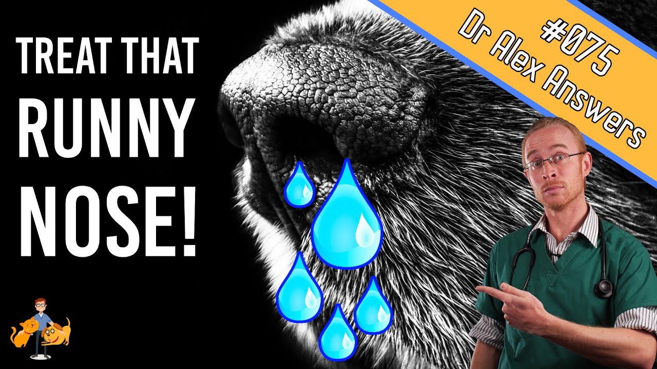 Caring For Pregnant Cats Housepetscare