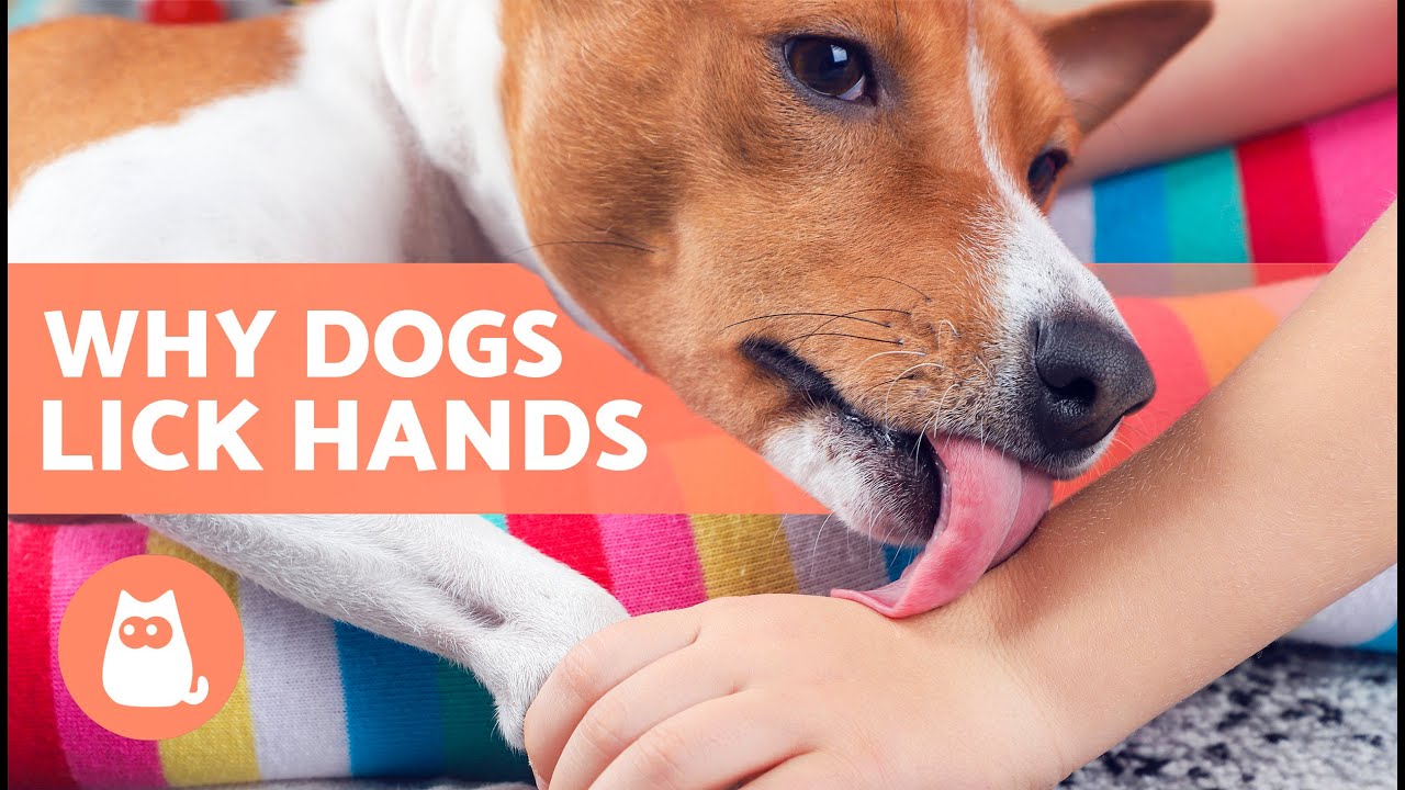 Why Does My Dog Always Lick My Fingers