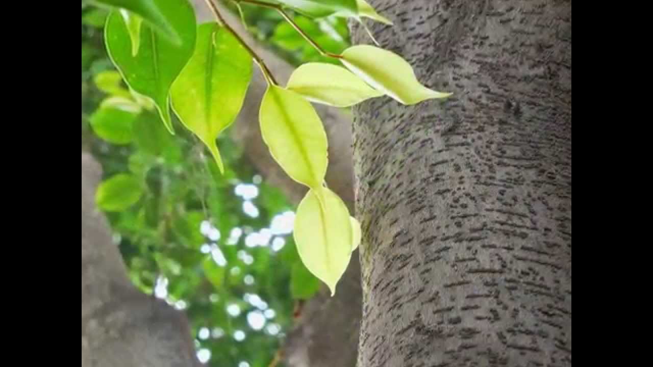 Nature Clicks Youtube