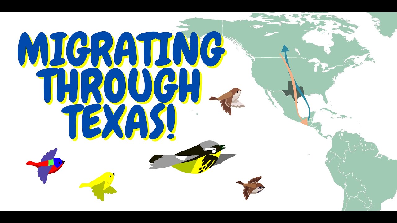 Migrating Through Texas Youtube