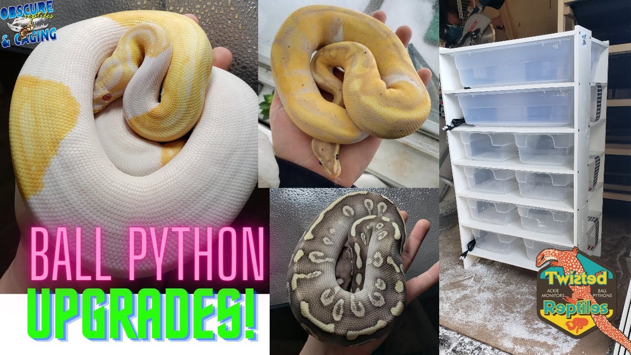 Upgrading Ball Pythons Youtube