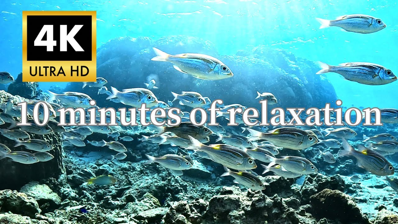 4k 10 Minutes Of Relaxation Okinawa Beautiful Natural Underwater And