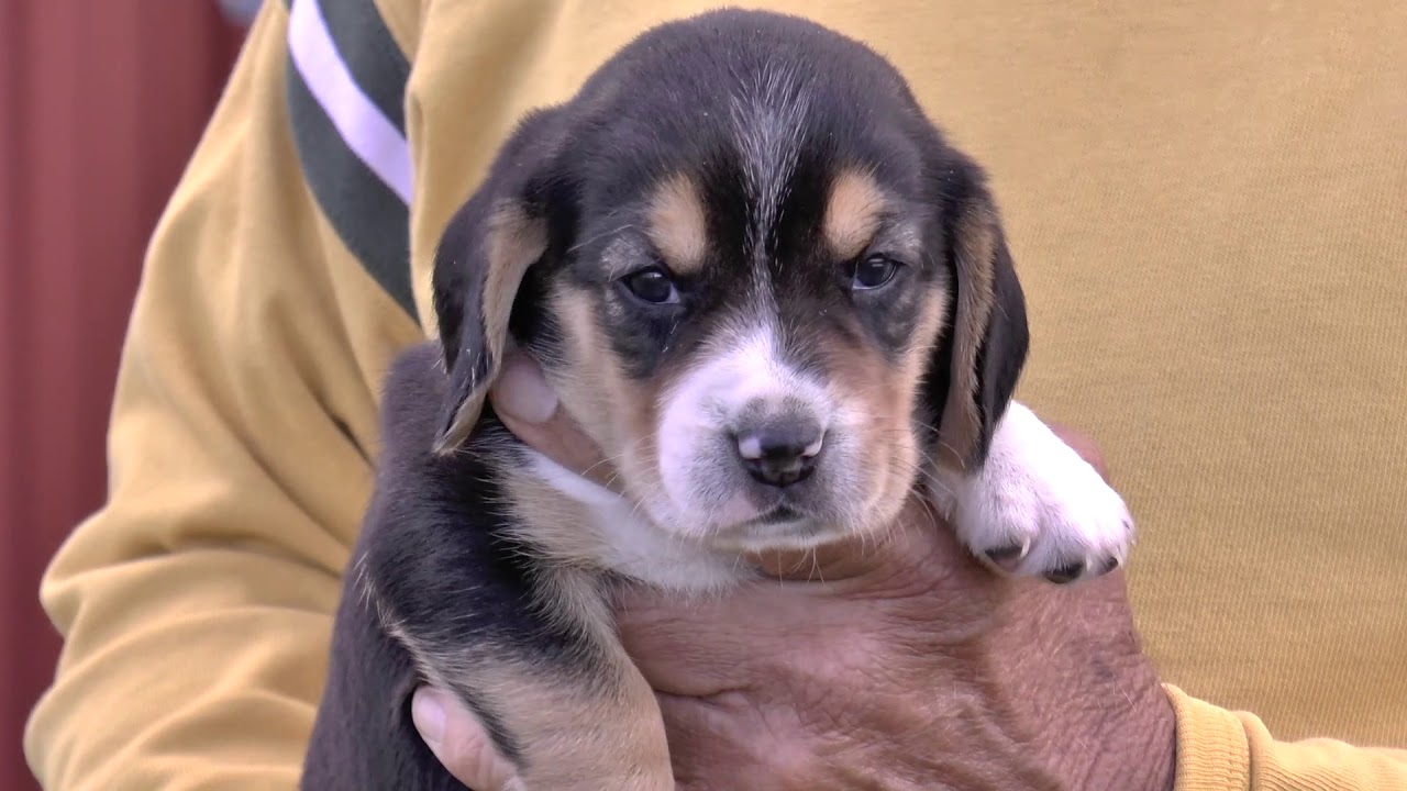 Beagle Puppies Youtube