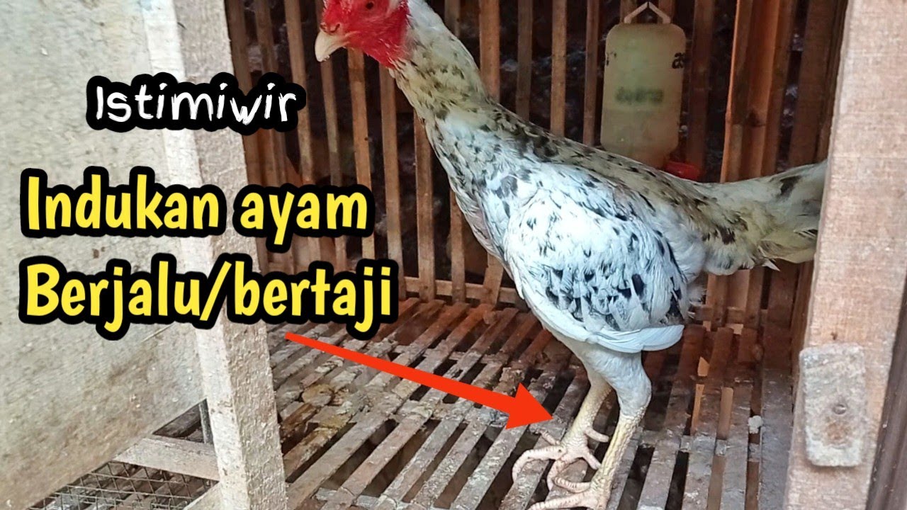 Review Ayam Betina Berjalu Bertaji Youtube
