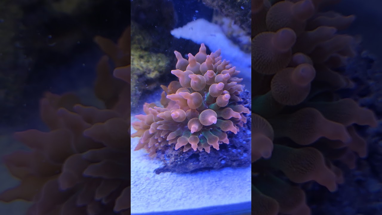 Caring Cat And Dog ёяшн Cutecat Dog Cute Short Funnycat Cutedog