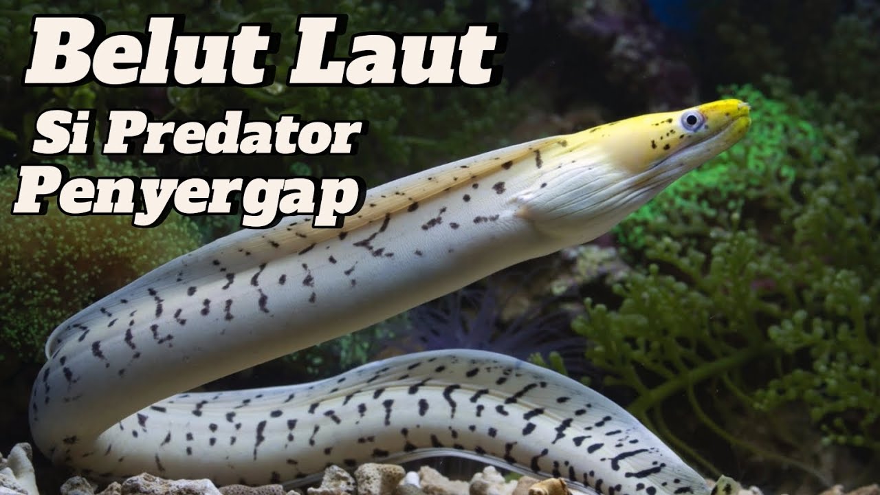 Belut Laut Si Monster Sang Predator Penyergap Youtube
