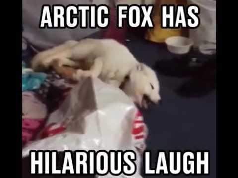 Arctic Fox Has Hilarious Laugh Nov Youtube