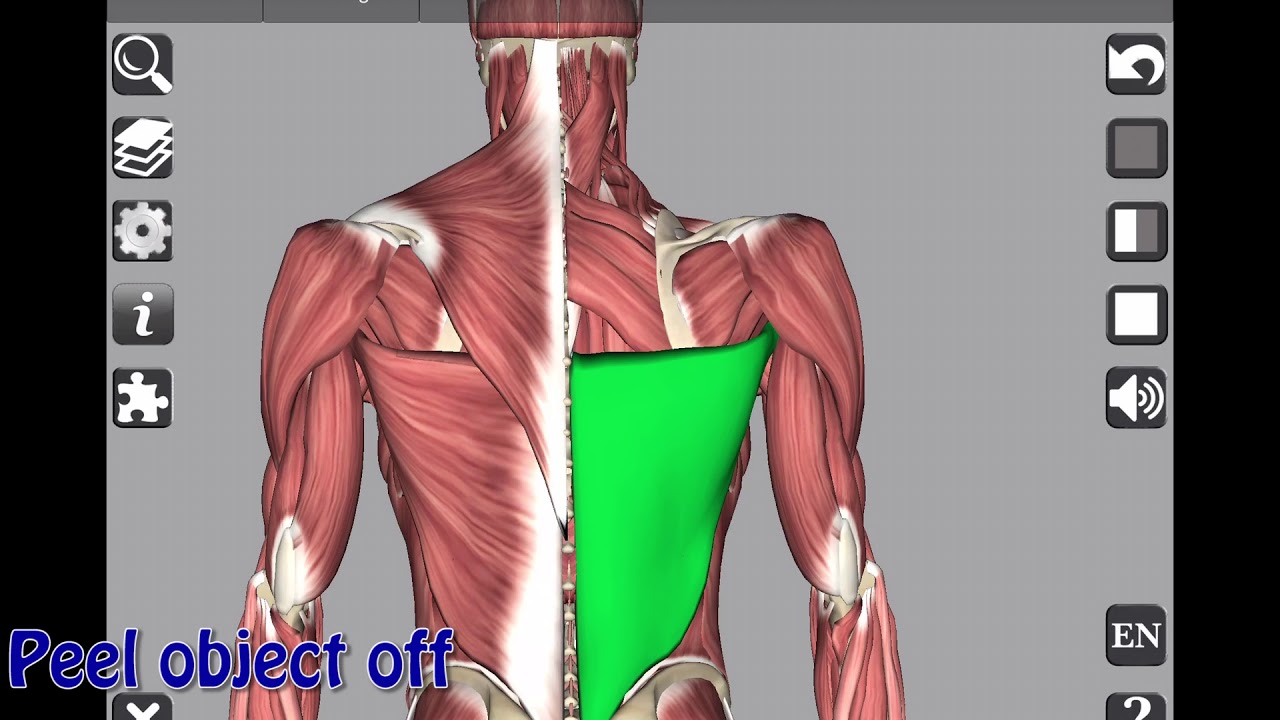 Human Anatomy 3d App