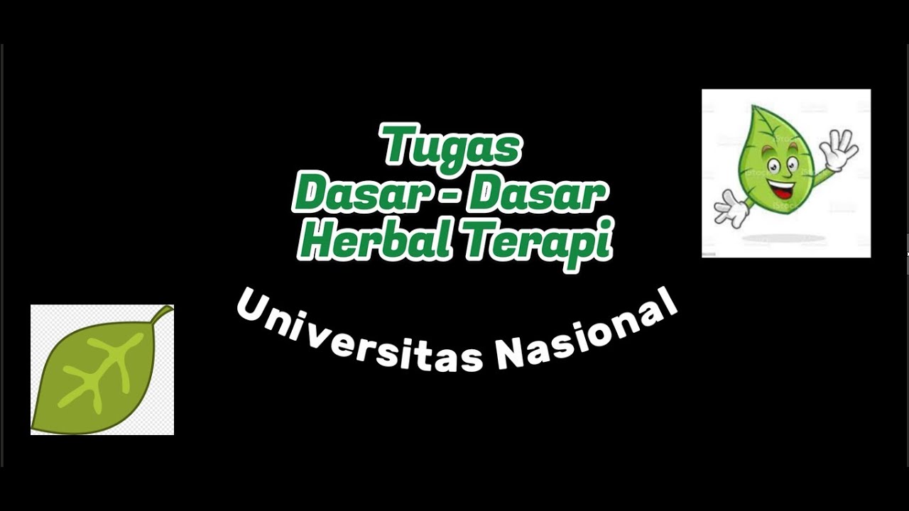 Video Simplisia Daun Salam Syzygium Polianthum Youtube