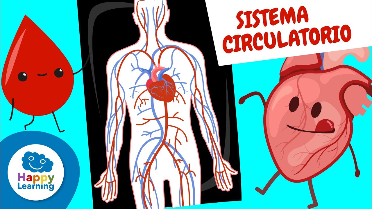 Sistema Circulatorio Humano Para Criancas Corpo Humano