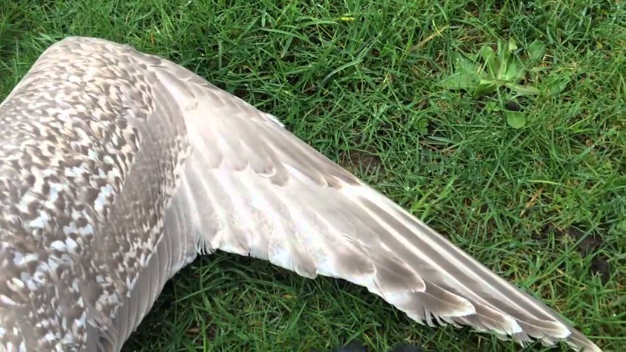 Bird Wing Anatomy 2 Youtube