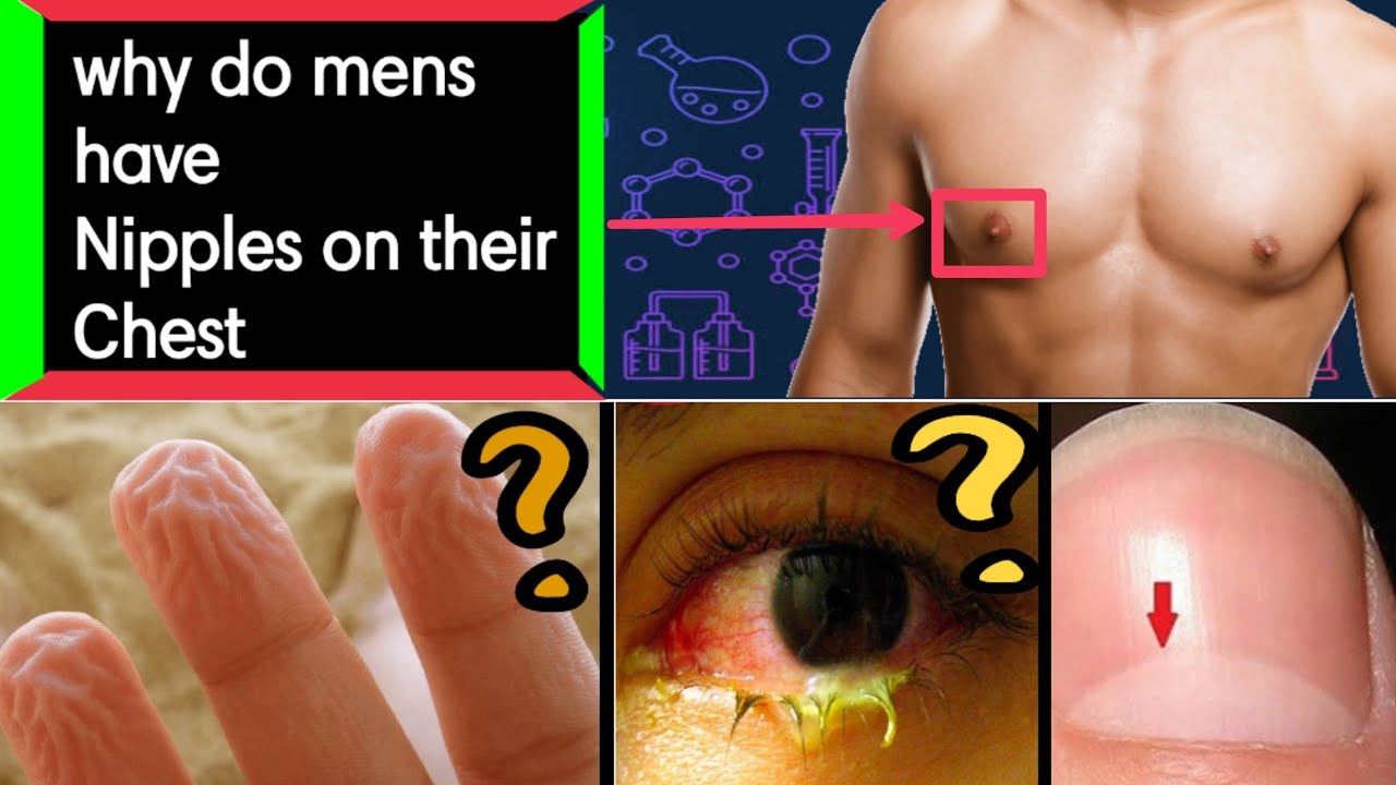 Facts About Human Body Why There Is Nipple On Men S Body Youtube