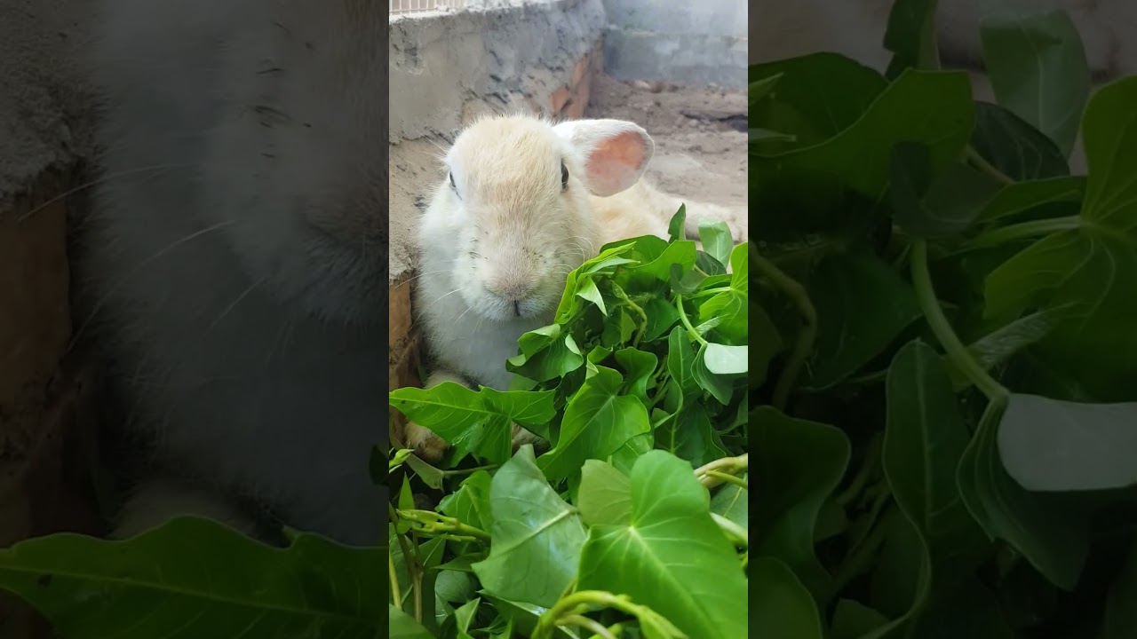 Crafting A Cozy Rabbit Home Rabbit Petrabbit Animal Bunny Animals