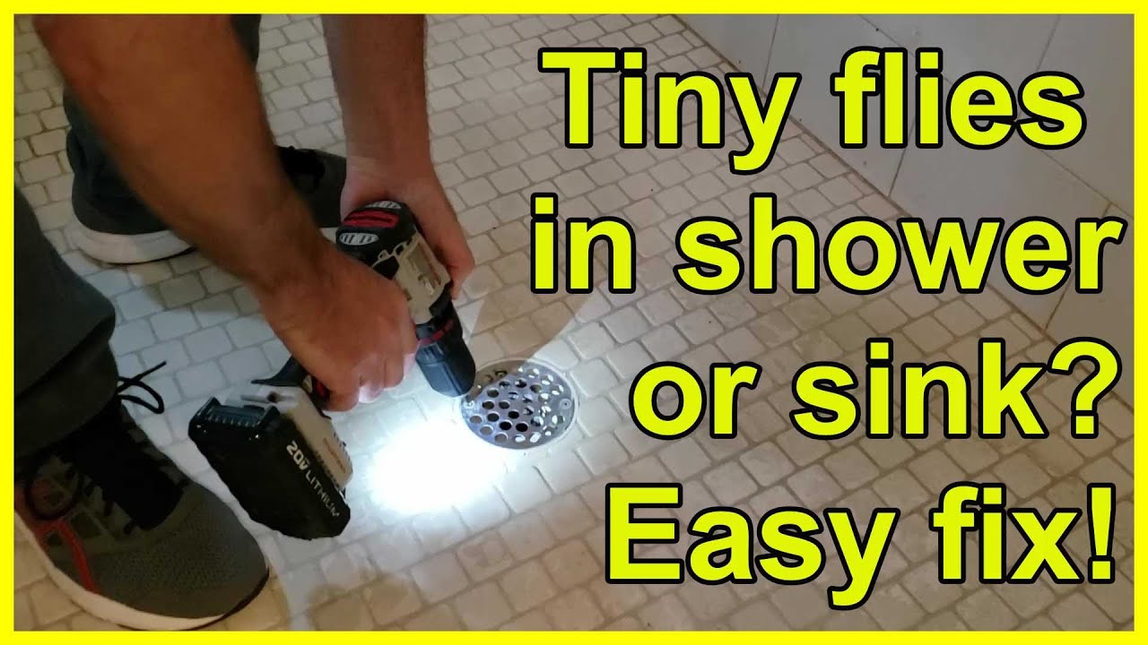 7 Proven Ways To Get Rid Of Flies In The Bathroom