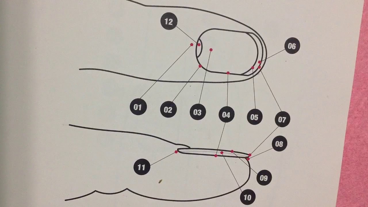 Diagrama De Anatomía De La Uña Ilustración De Anatomía De Uñas