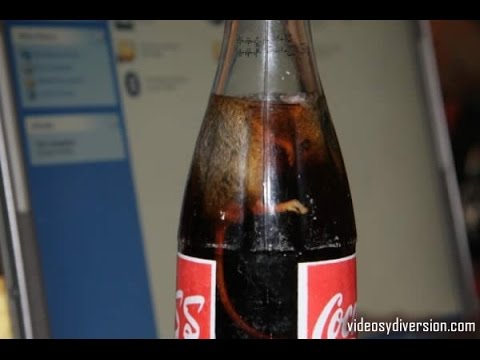 Video Fuerte Ratas En Envases De Coca Cola Youtube