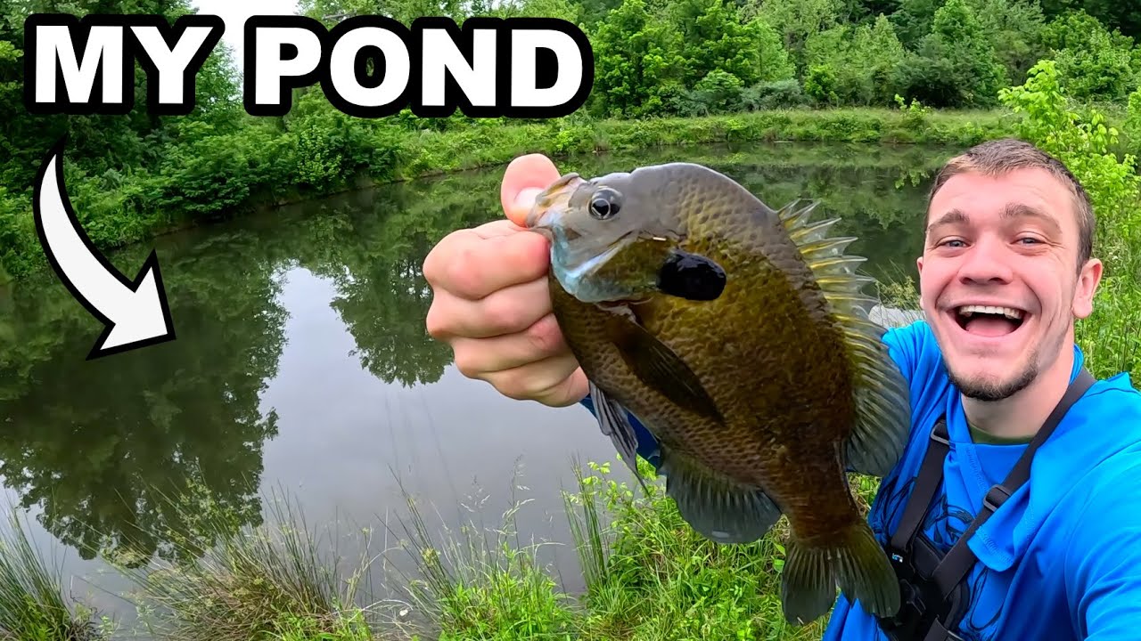 Stocking My Pond With Giant Bluegill Youtube