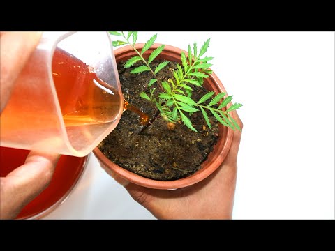 Organic Fertilizer At Home Youtube