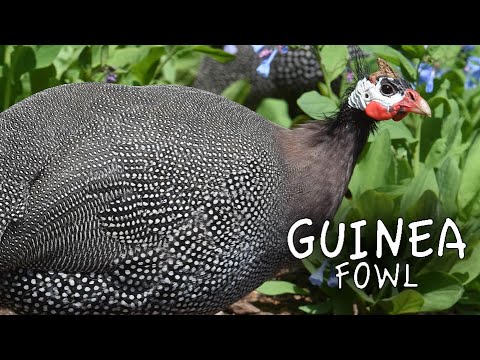 Guinea Fowl Sounds