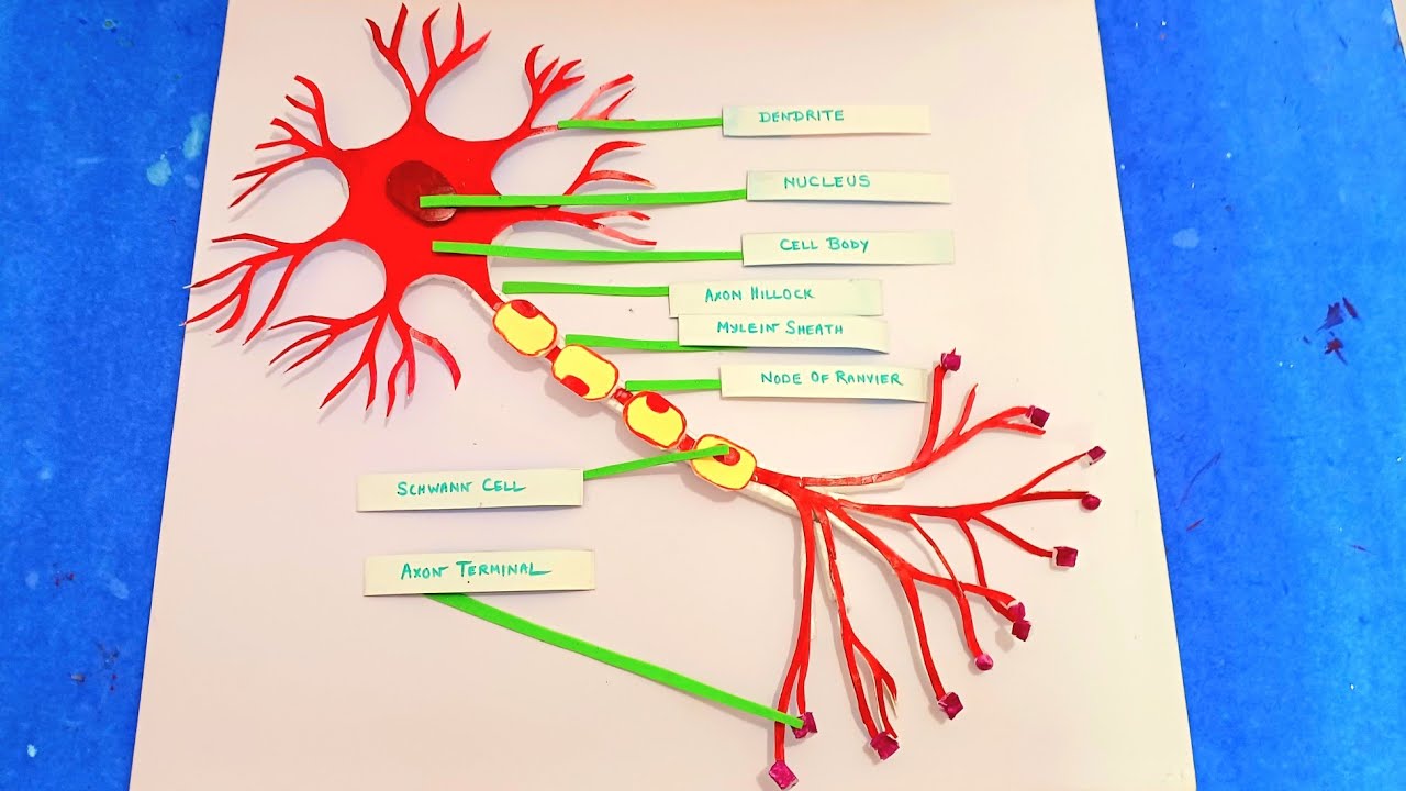 Neuron Model Project Neuron Structure Model Making Project How To