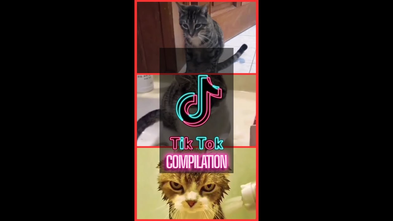 Funny Cats Tiktok Compilation 5 Youtube