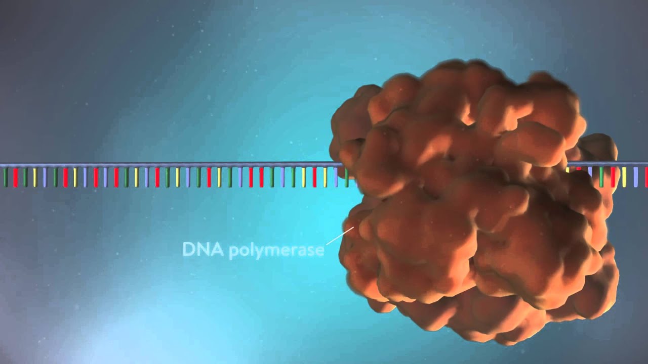 Dna Replication 3d Youtube