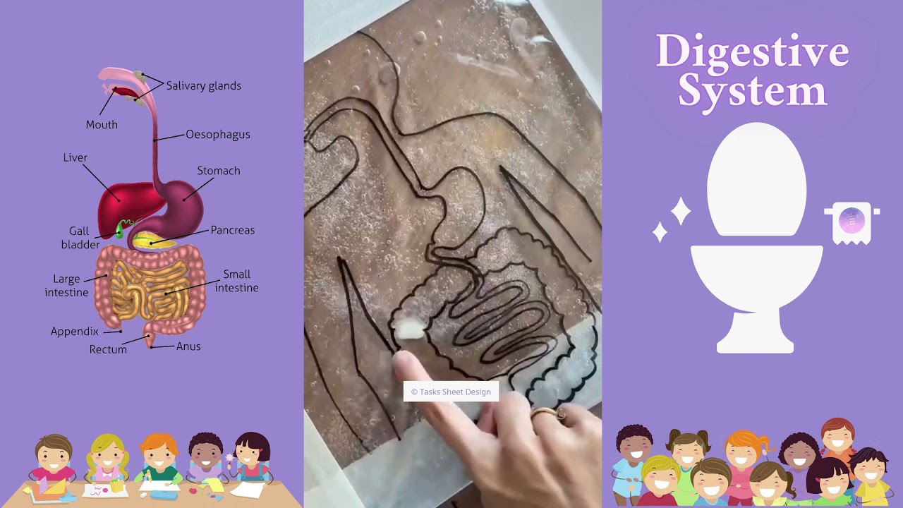 Digestive System Craft Activity At Jacqueline Arnold Blog